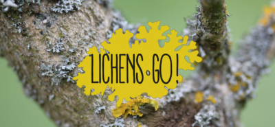 Lichens GO! | Sciences.be